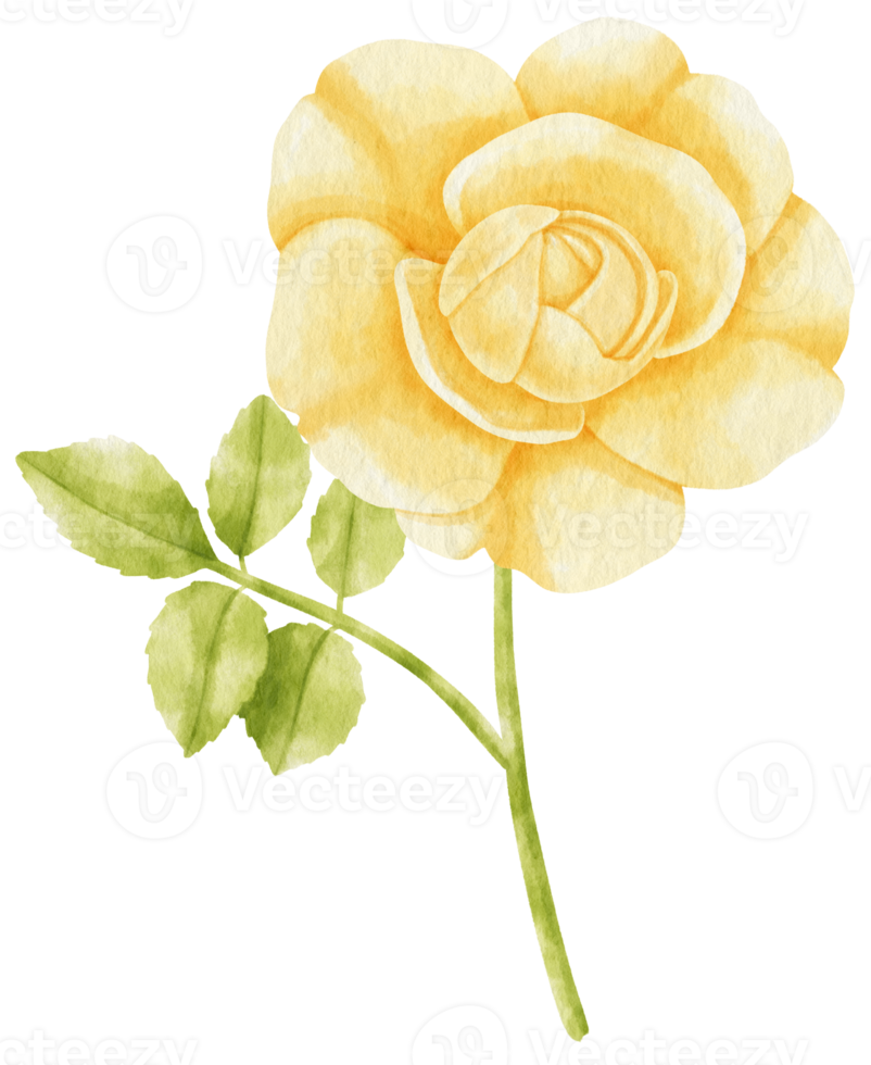 Free Yellow Rose Flowers Watercolor Illustration 9785696 Png With
