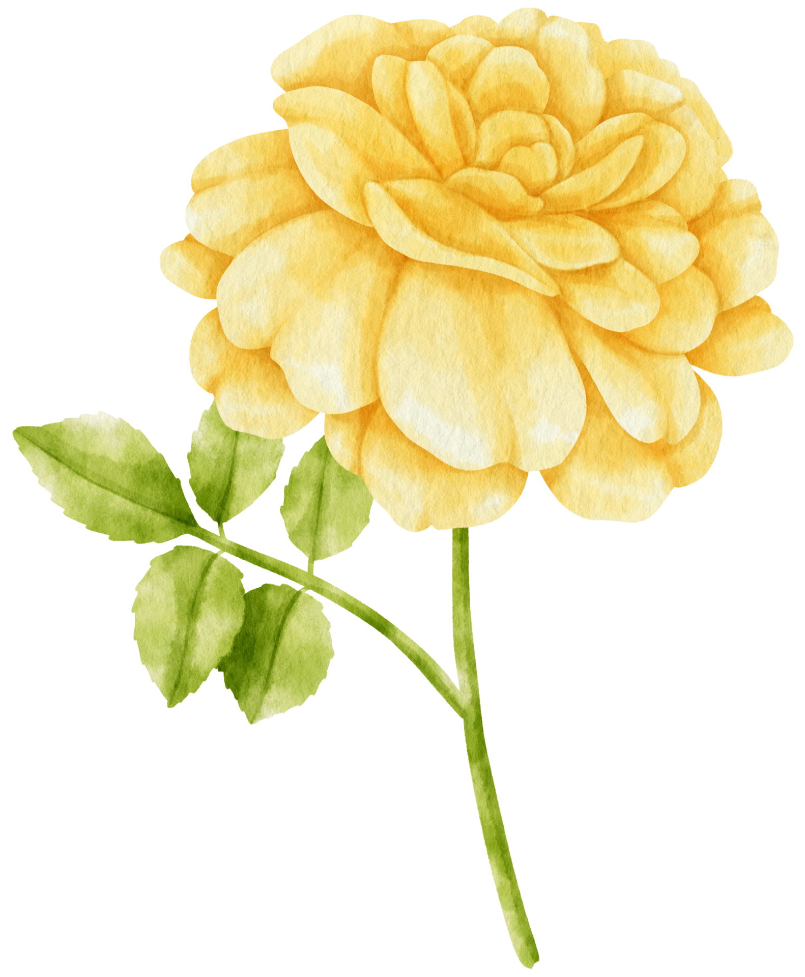 Yellow Rose Flowers Watercolor Illustration 9785700 Png