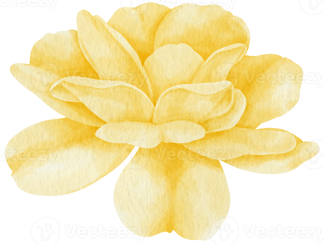 Yellow Rose Flowers Watercolor Illustration 9785703 Png
