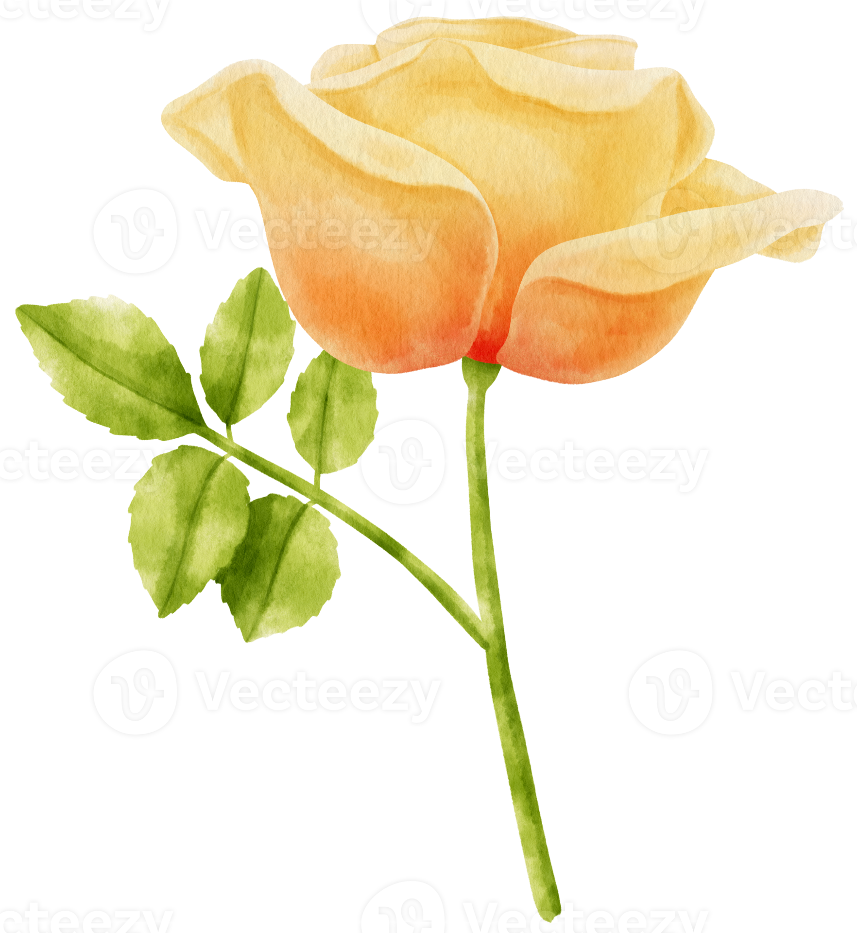 Orange Rose Flowers Watercolor Illustration 9785976 Png