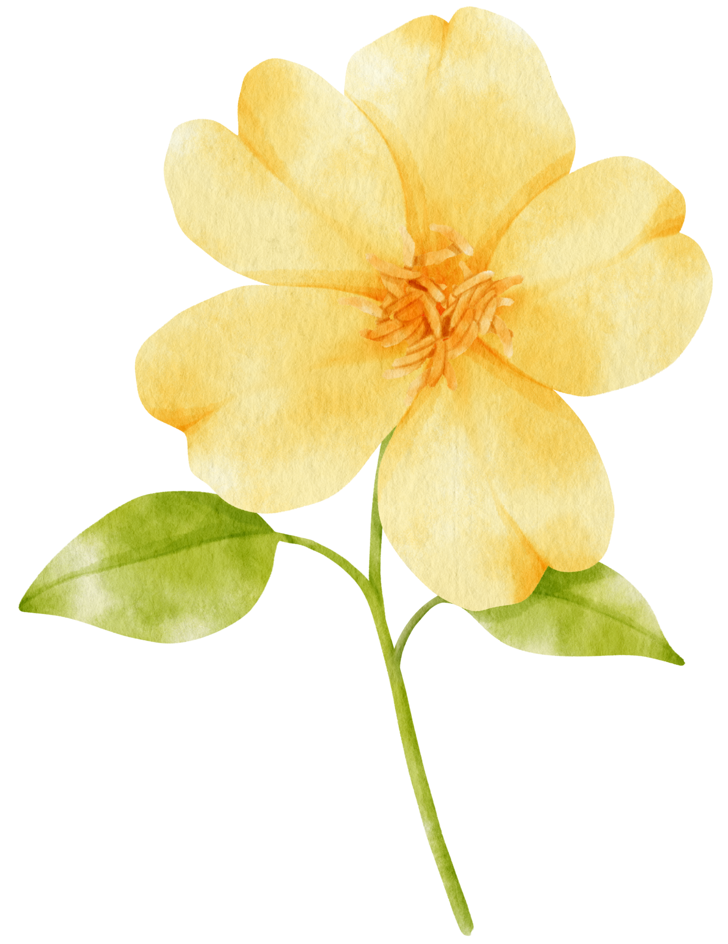 Ilustración Acuarela Flores Amarillas 9786192 Png
