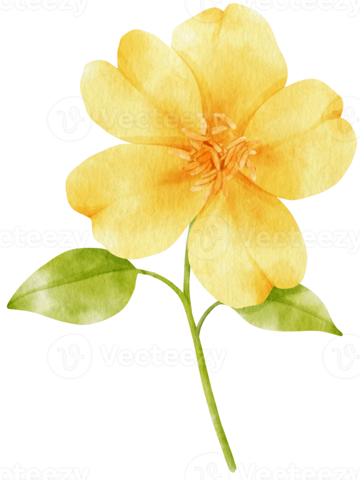 Yellow Flowers Watercolor Illustration 9786194 Png