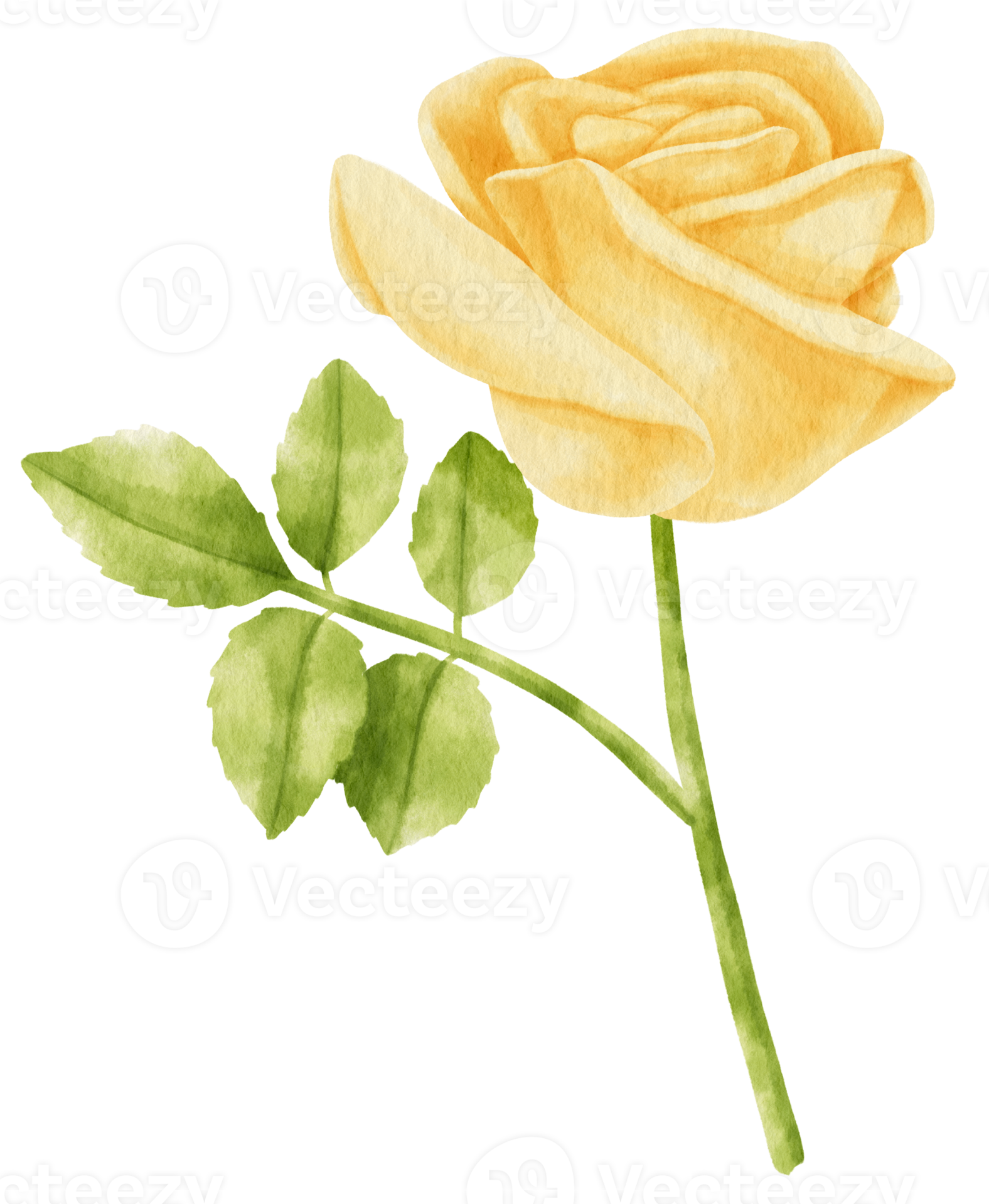 Yellow Rose Flowers Watercolor Illustration 9786195 Png