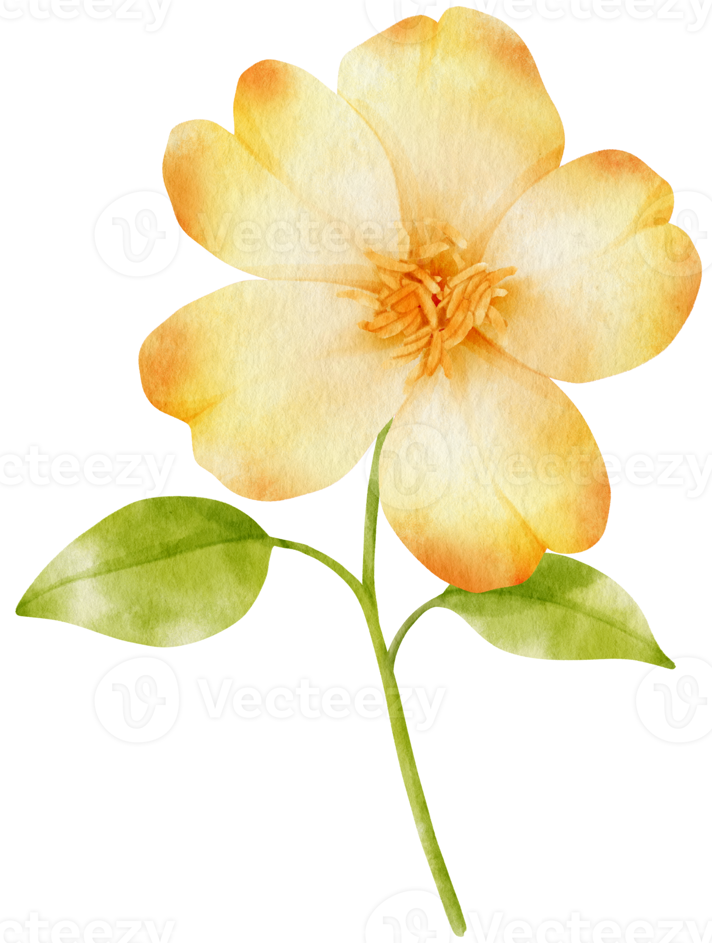 Beautiful Yellow Flowers Watercolor Illustration 9786539 Png