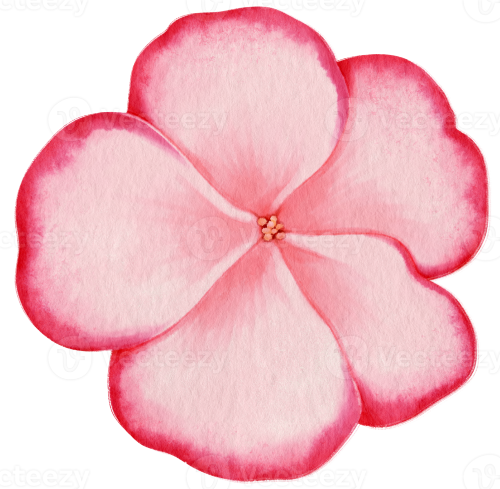 Pink Flowers Watercolor Illustration 9786885 Png