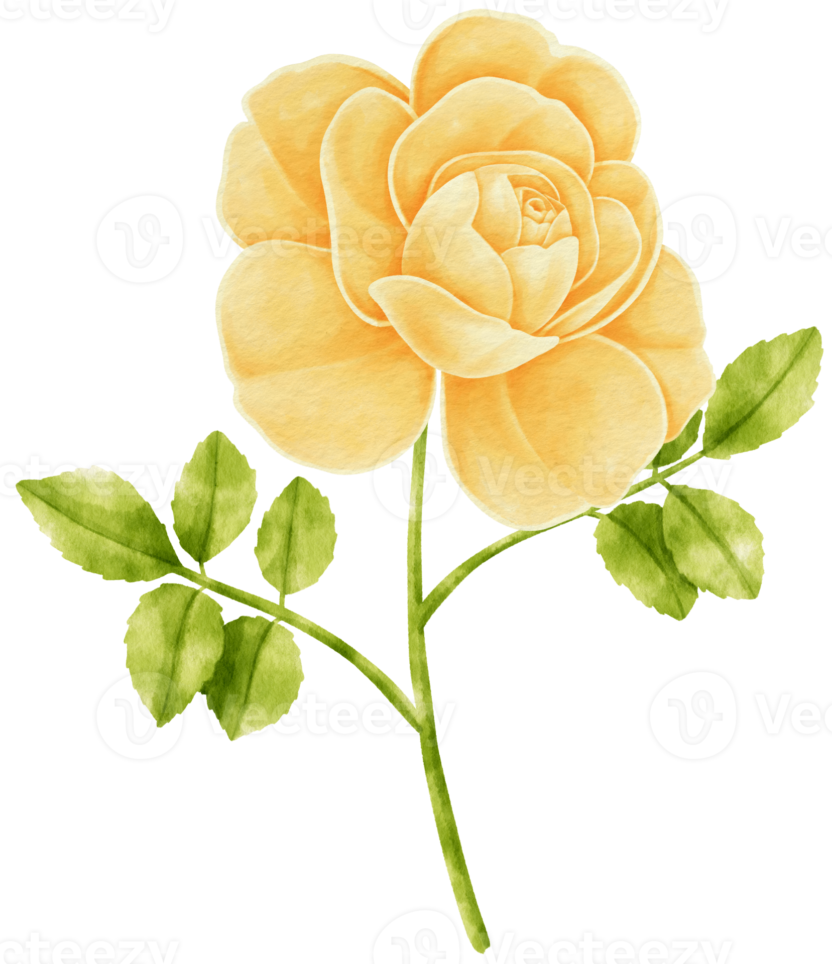 Yellow Rose Flowers Watercolor Illustration 9786934 Png