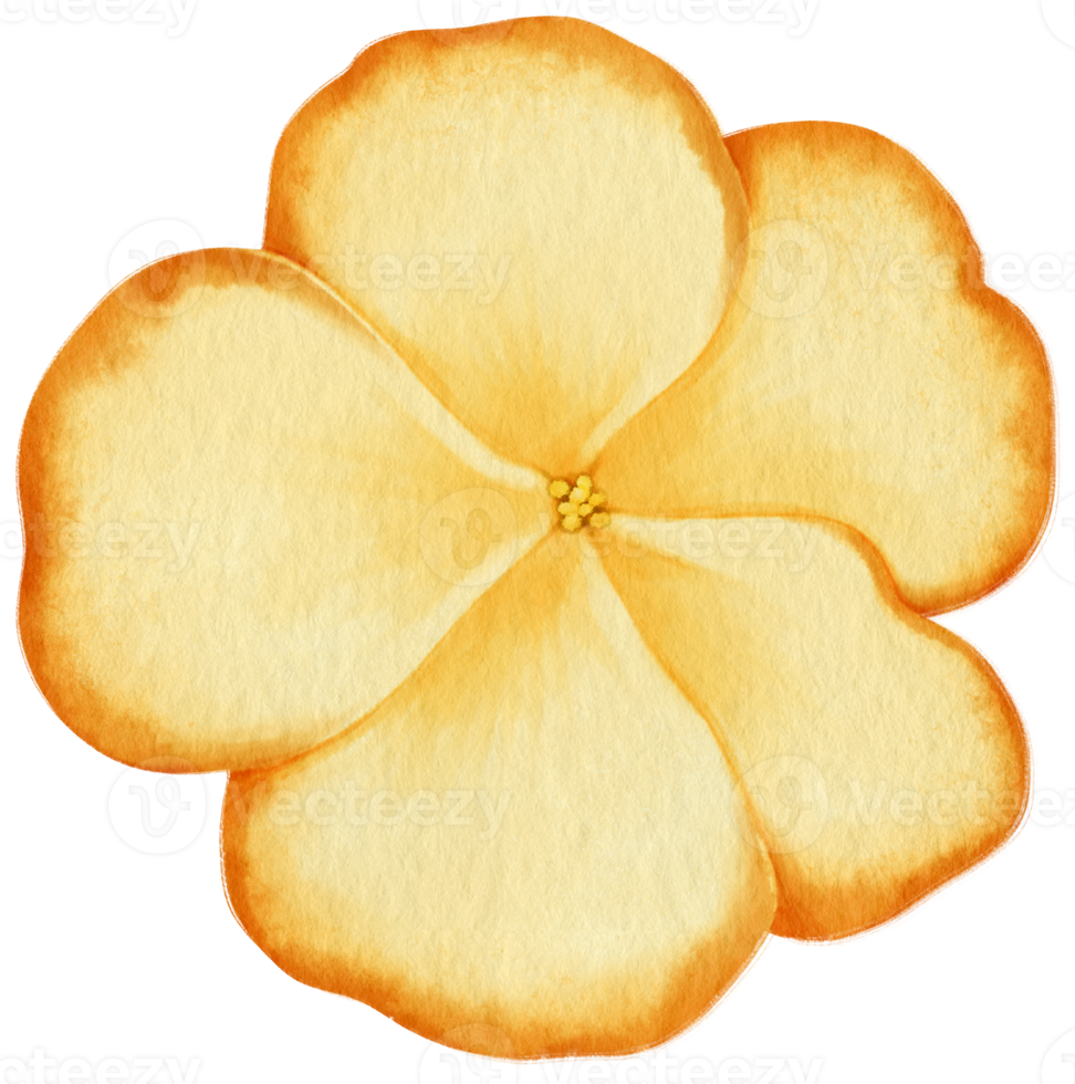 Yellow Flowers Watercolor Illustration 9787029 Png