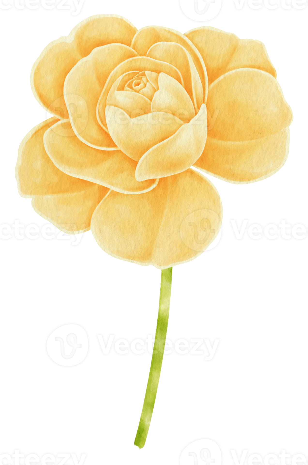 Yellow Rose Flowers Watercolor Illustration 9787033 Png