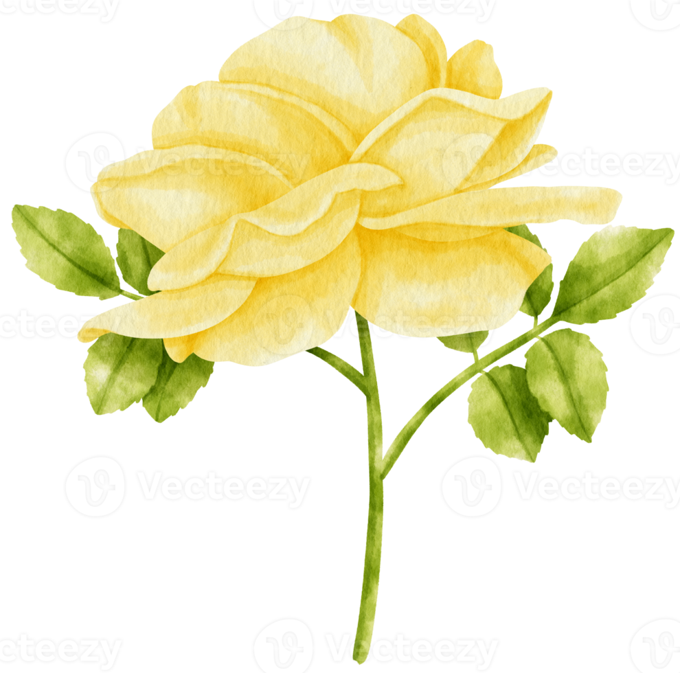 Yellow Rose Flowers Watercolor Illustration 9787512 Png