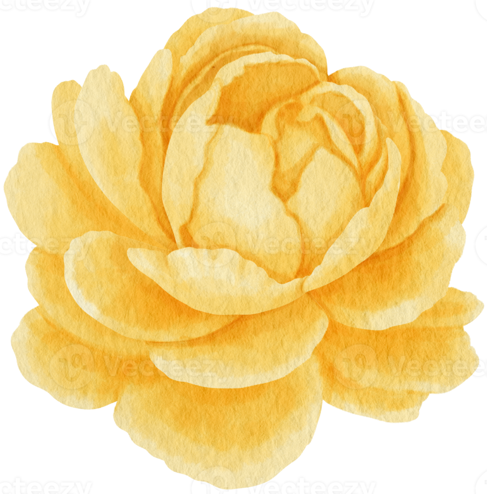 Yellow Peony Flower Watercolor Style For Decorative Element 9787536 Png