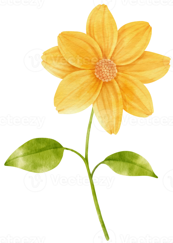 Yellow Flowers Watercolor Illustration 9787711 Png