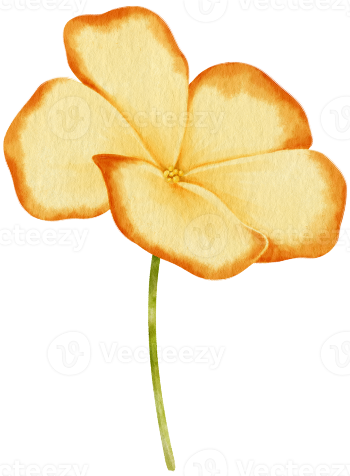 Yellow Flowers Watercolor Illustration 9787900 Png