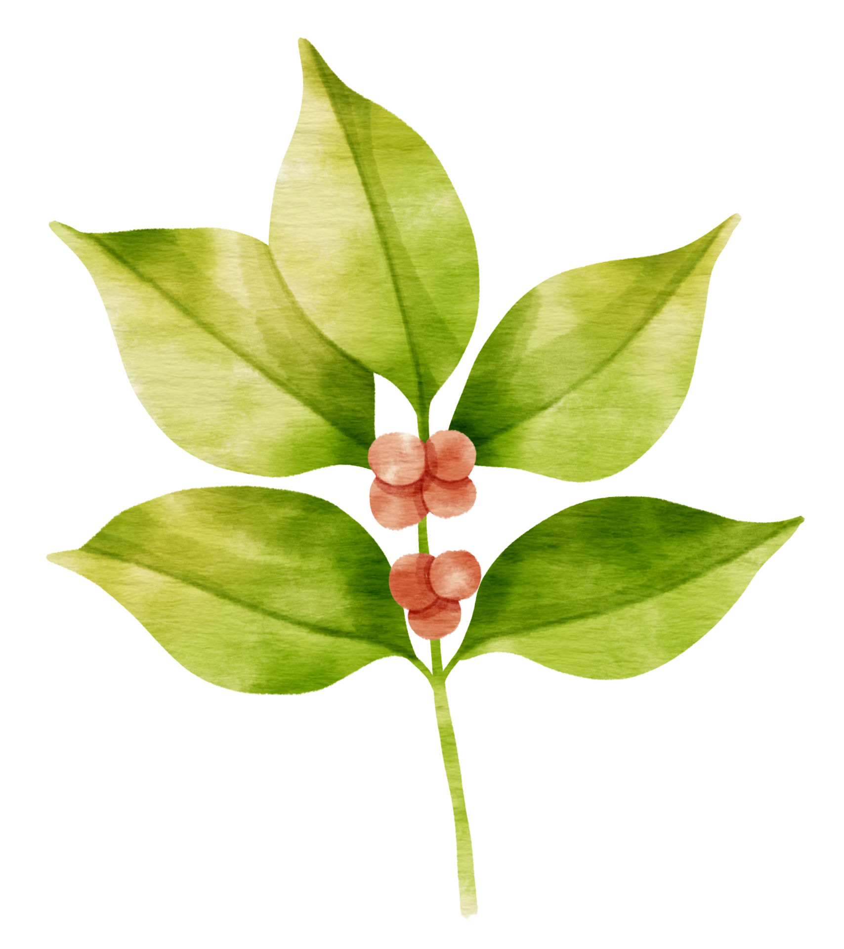 Branch Of Green Leaf Watercolor Style For Decorative Element 9788001 PNG branch-of-green-leaf-watercolor-style-for-decorative-element-9788001-png