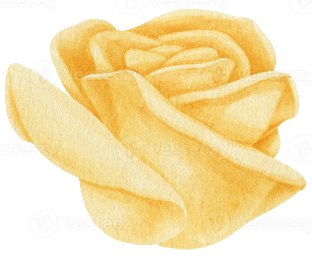 Yellow Rose Flowers Watercolor Illustration 9788034 Png