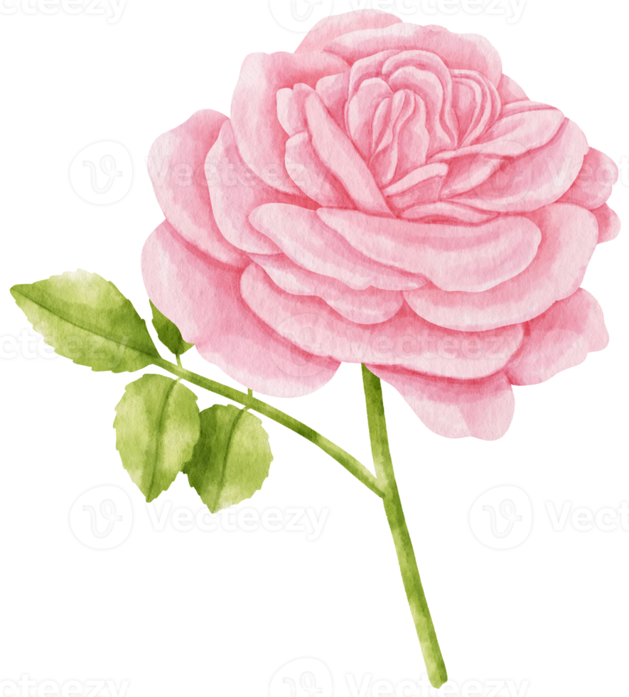 Ilustração Em Aquarela De Flores Rosas Cor De Rosa 9788287 Png