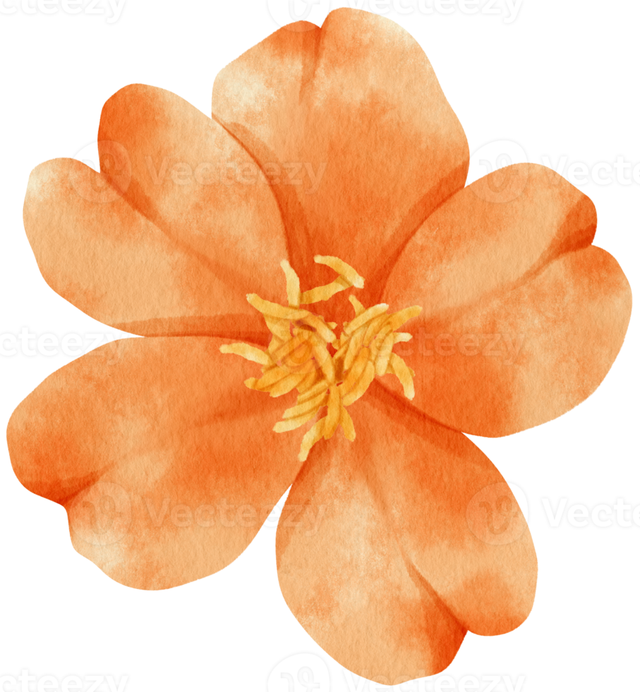 ilustración acuarela de flores naranjas 9788519 PNG