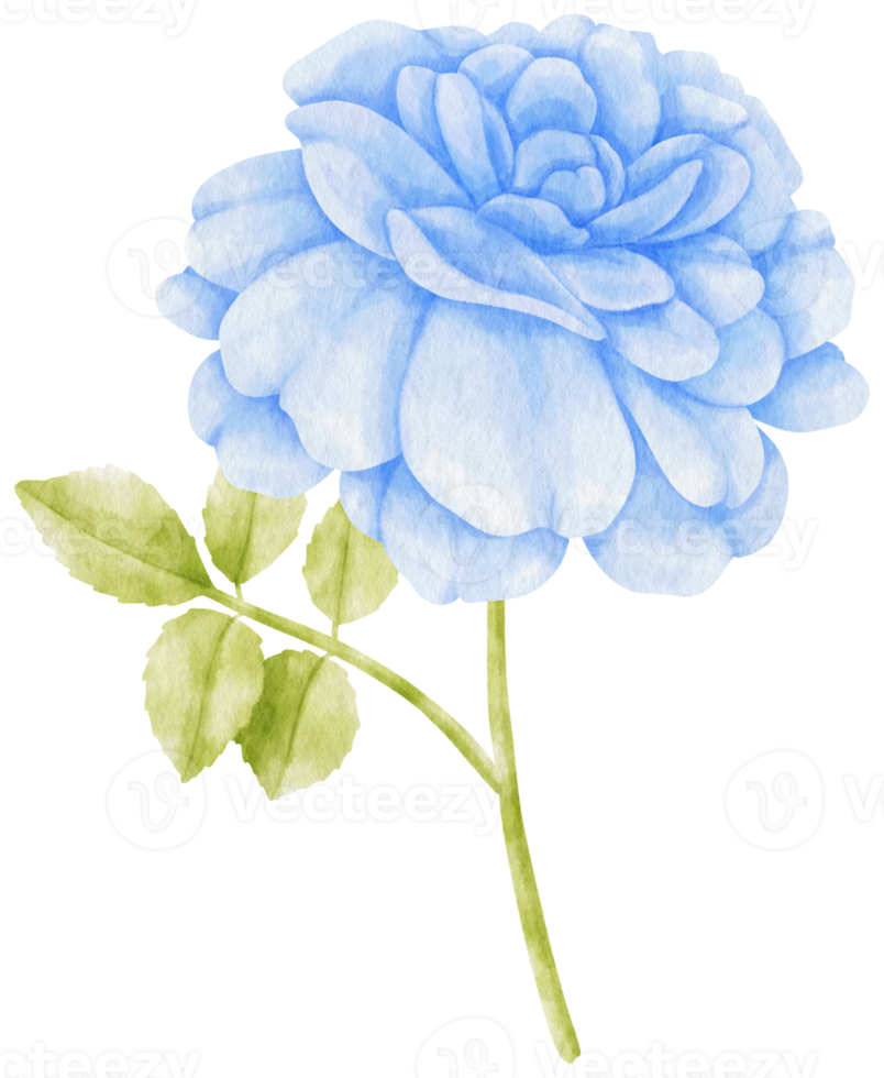 Rose Blue Flowers Watercolor Illustration 9788567 Png