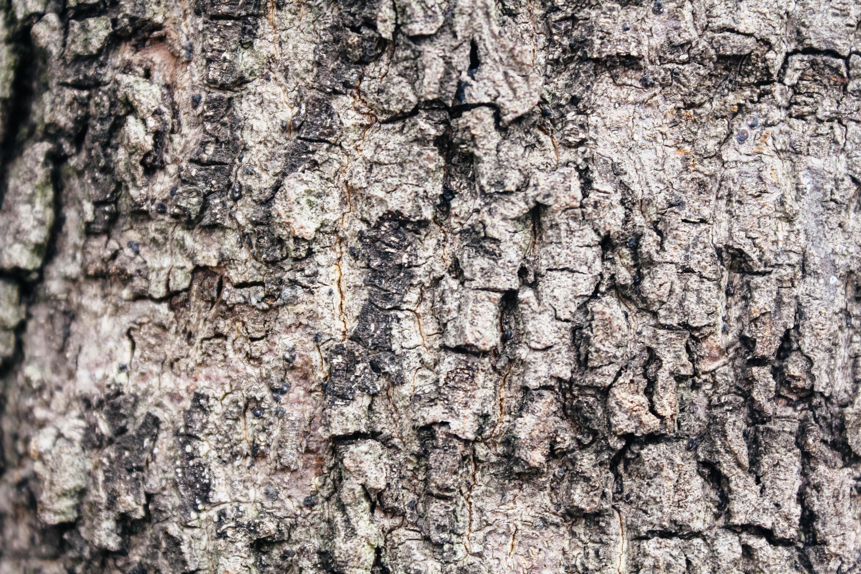 tree texture details background 9789974 Stock Photo at Vecteezy