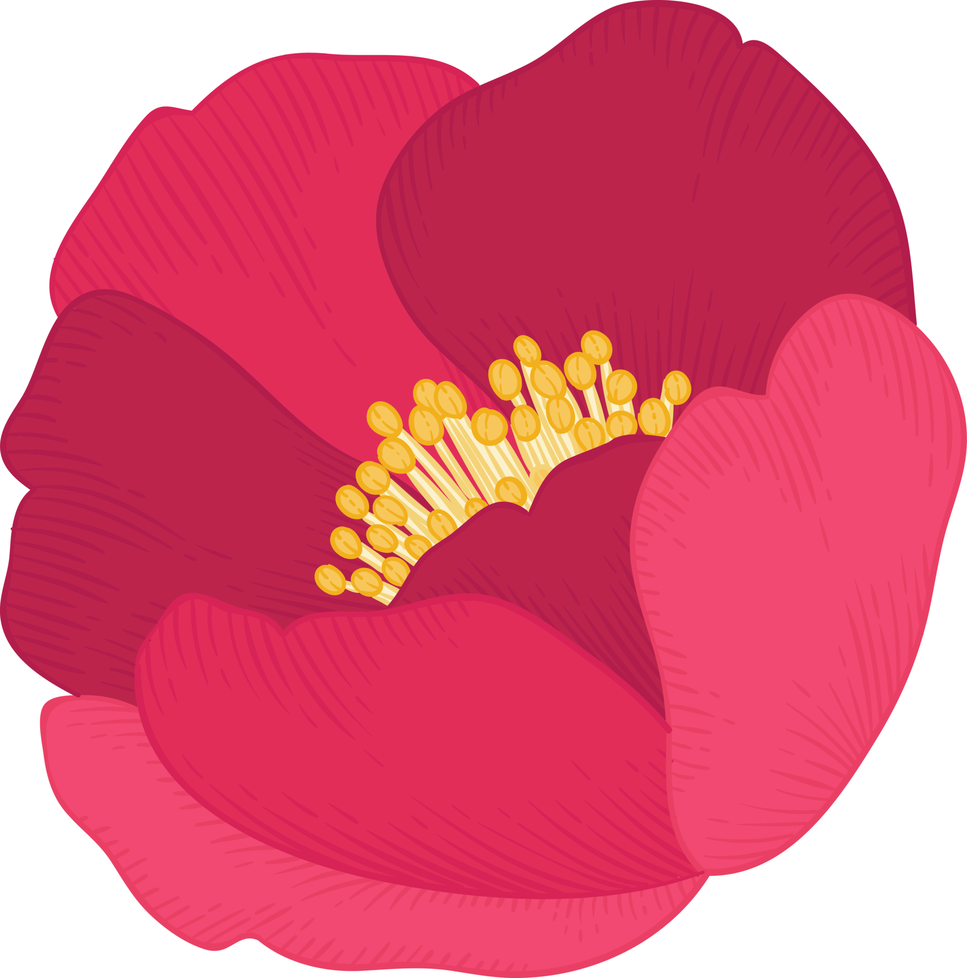 Pink Camellia Flower Hand Drawn Illustration 9837128 Png