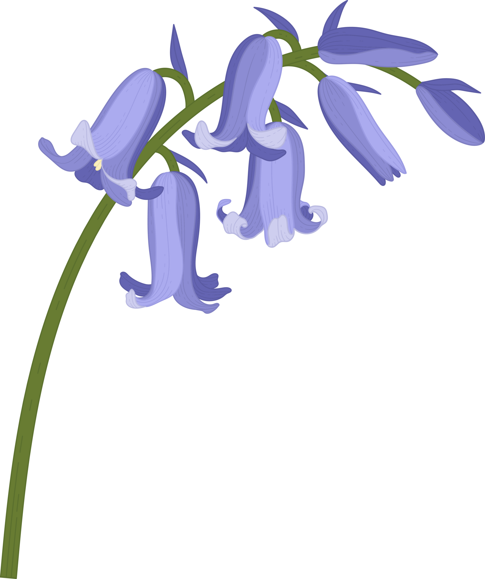Bluebell Flower Hand Drawn Illustration 9841738 Png