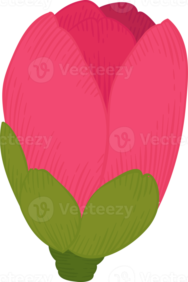 Pink Camellia Flower Hand Drawn Illustration 9842464 Png