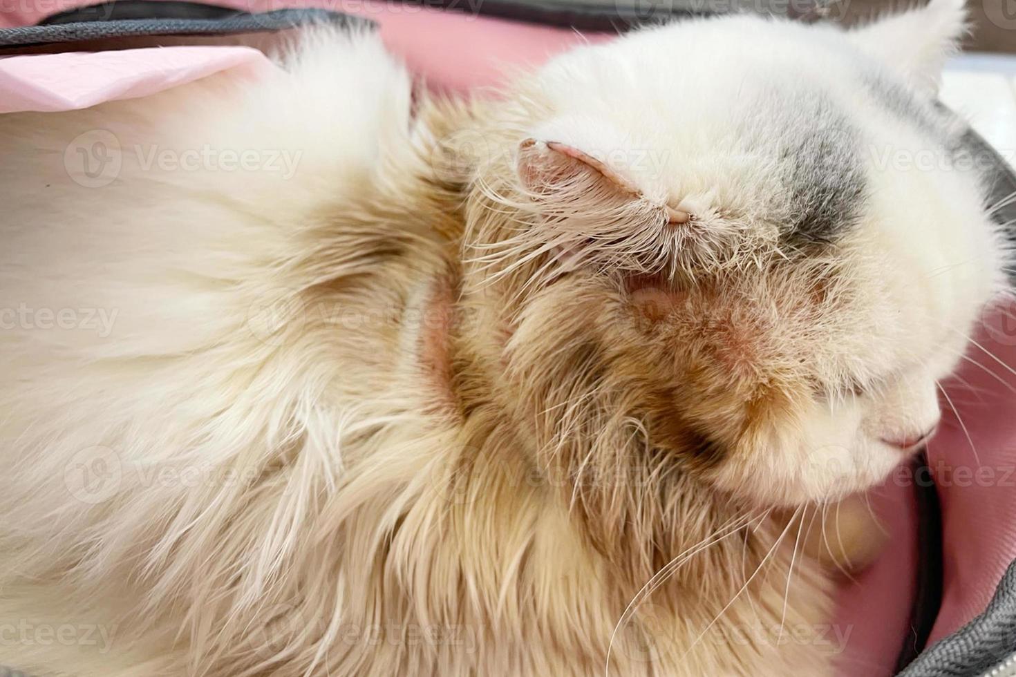 Common Skin Problems In Cats Cat Scratching Or Licking Themselves Due To Itchiness A Balding