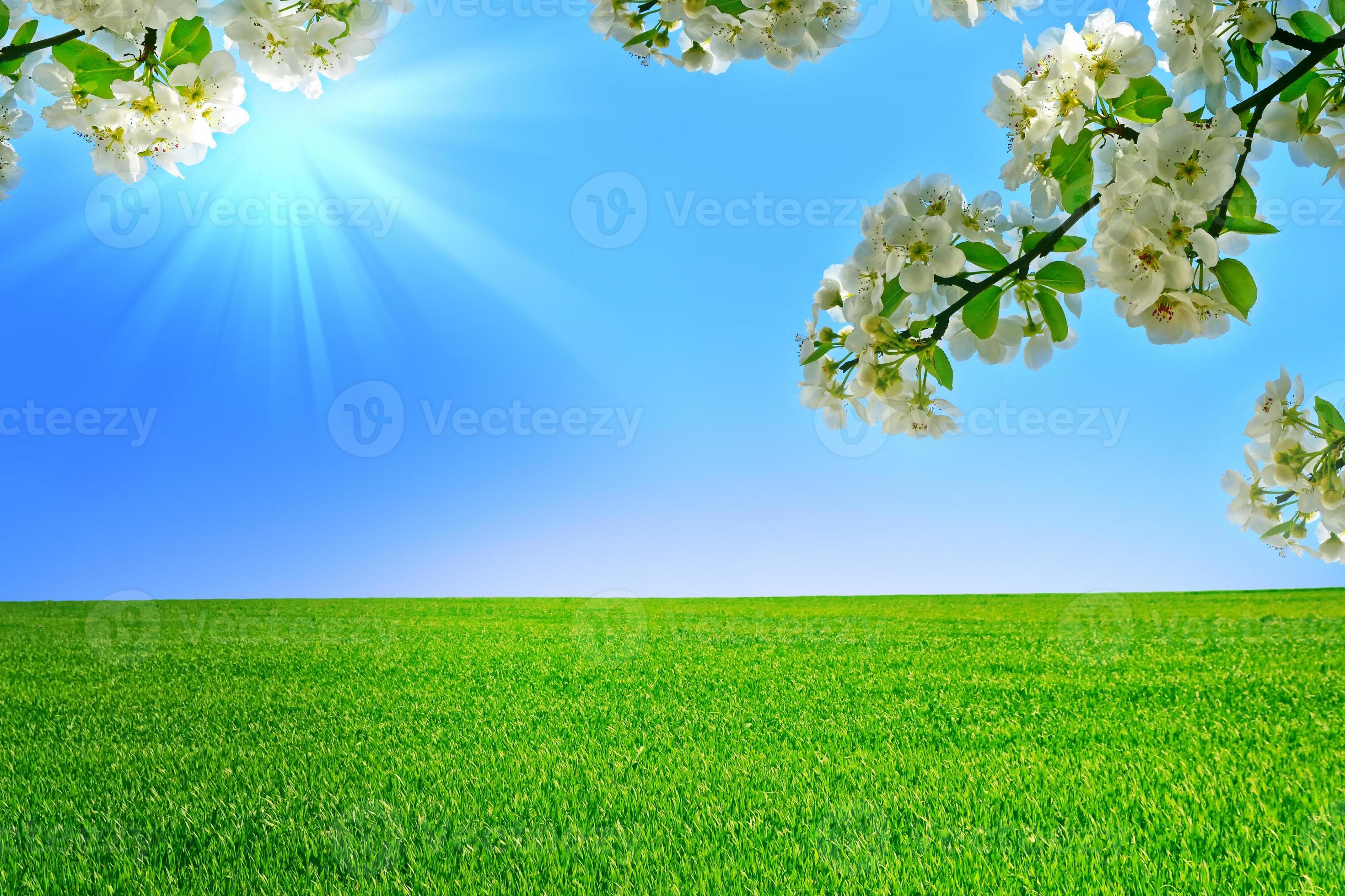 Bright colorful spring flowers 9885994 Stock Photo at Vecteezy