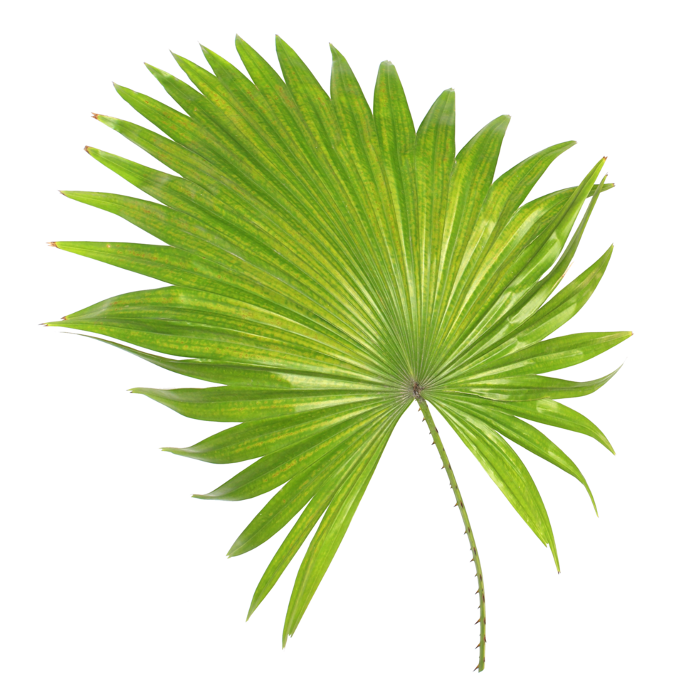 groen blad van palmboom geïsoleerd op transparante achtergrond png ... groen blad van palmboom geïsoleerd op transparante achtergrond png ...
