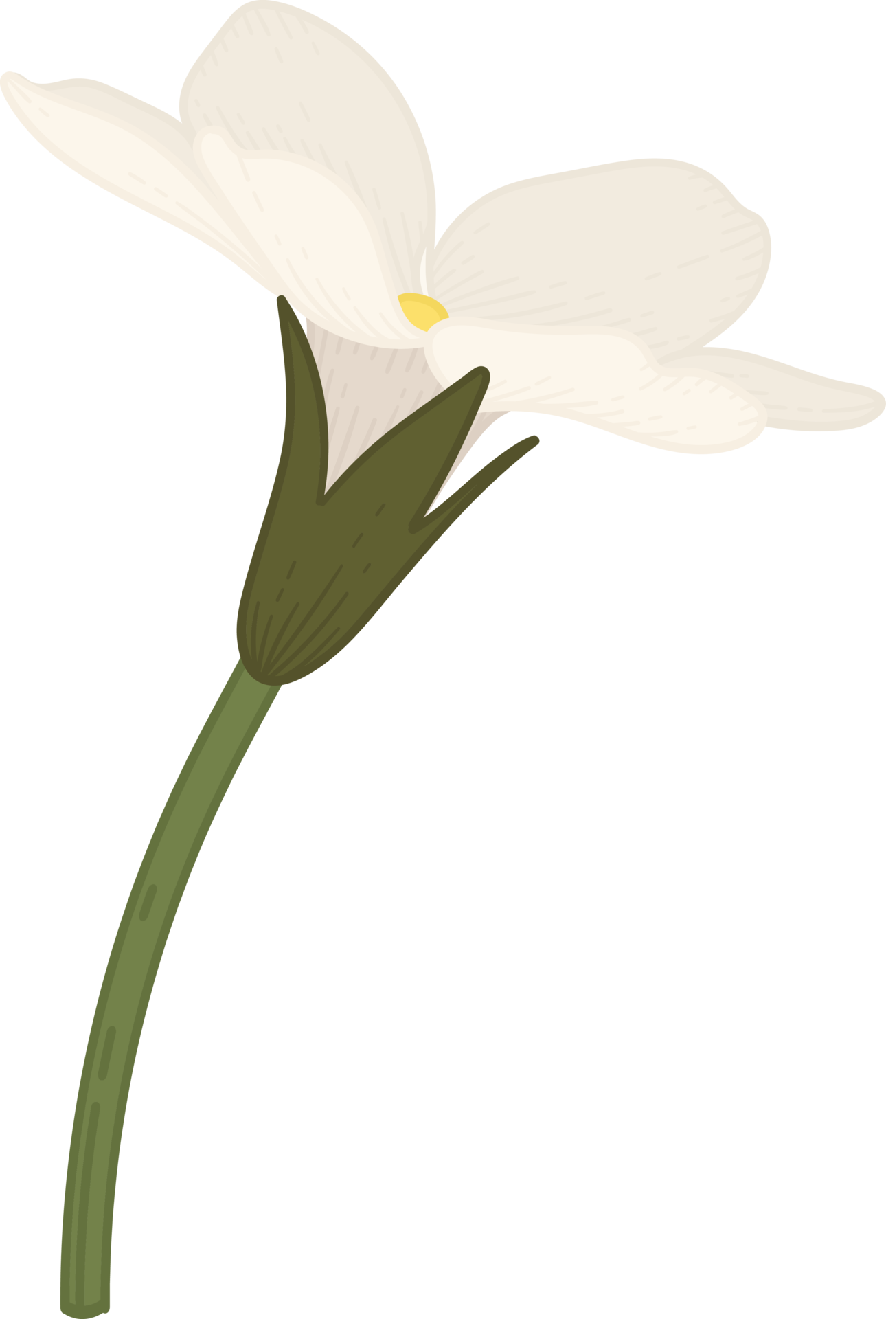 White Forget Me Not Flower Hand Drawn Illustration 9888814 Png