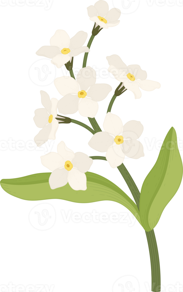 White forget me not flower hand drawn illustration. 9889224 PNG White forget me not flower hand drawn illustration. 9889224 PNG