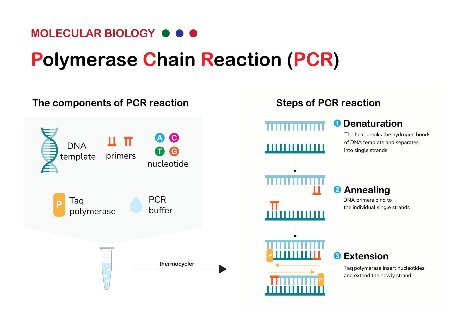Molecular biology present component principle and process of polymerase chain reaction or PCR ...