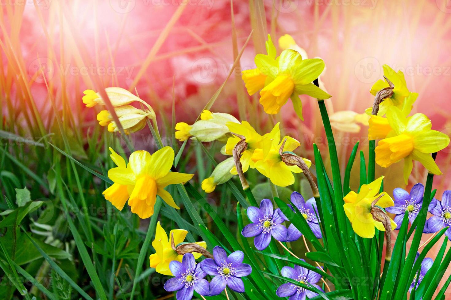 Spring Flowers Stock Photos, Images and Backgrounds for Free Download