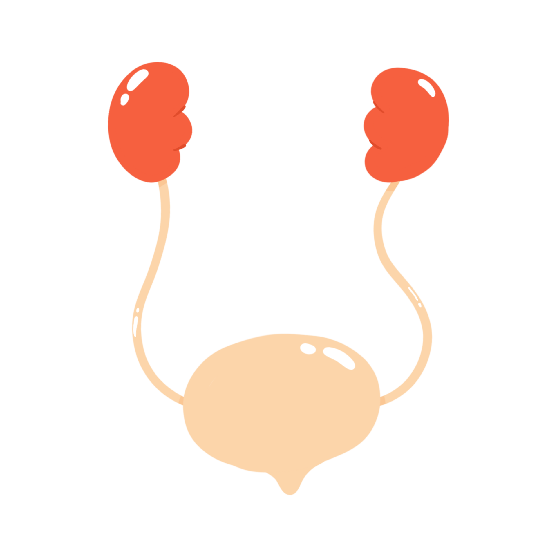 ilustración del sistema urinario 9902276 PNG ilustración del sistema urinario 9902276 PNG