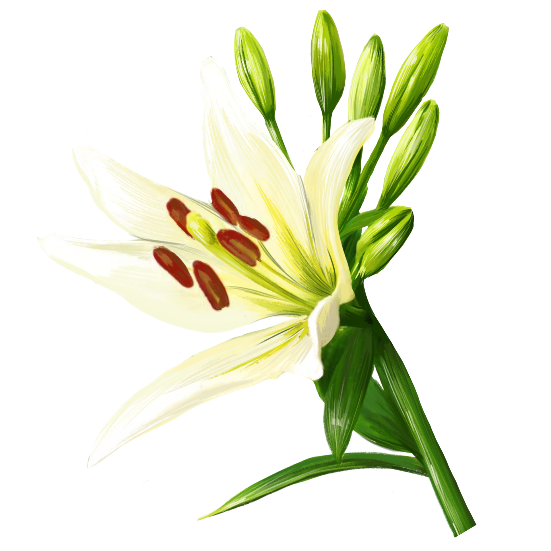 Blooming White Lily Flower Illustration 9904339 PNG blooming-white-lily-flower-illustration-9904339-png