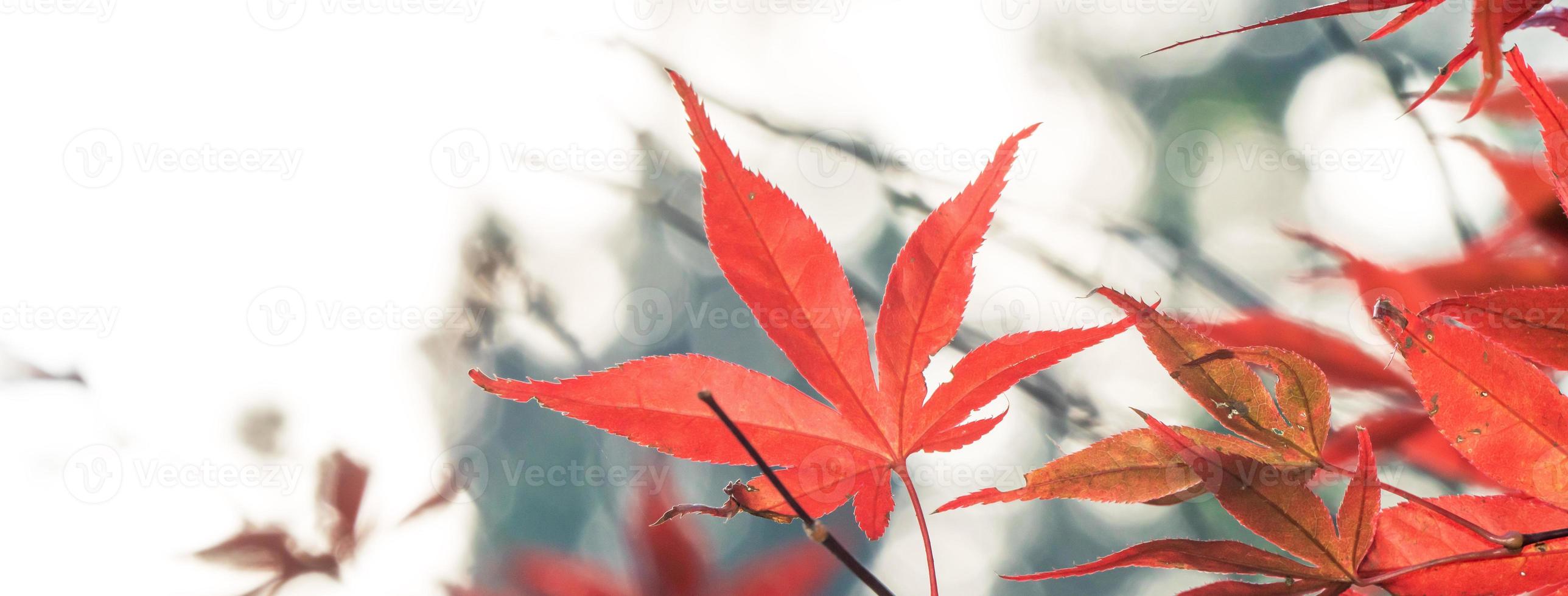 Close up of beautiful maple leaves isolated on bokeh blurry background in autumn season. 9932116 ...