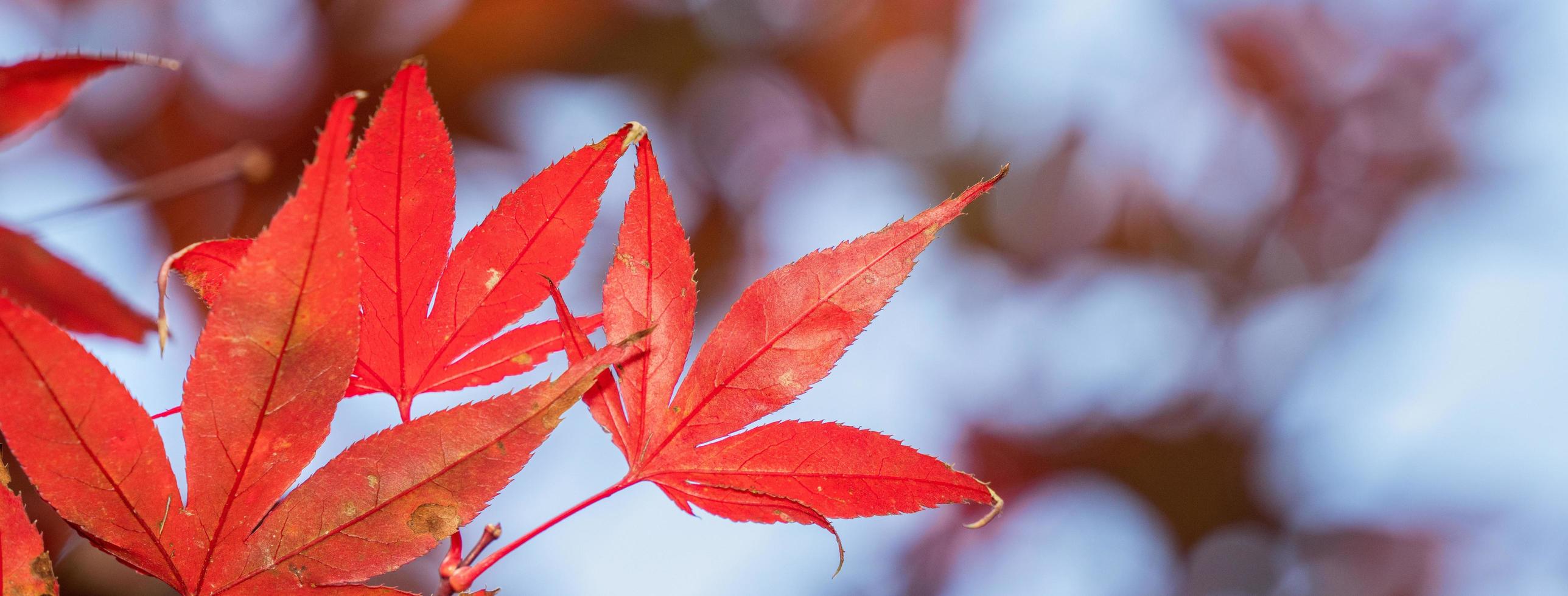 Close up of beautiful maple leaves isolated on bokeh blurry background in autumn season. 9932319 ...