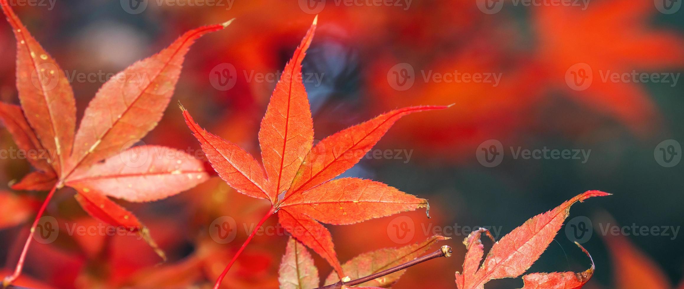 Close up of beautiful maple leaves isolated on bokeh blurry background in autumn season. 9933761 ...