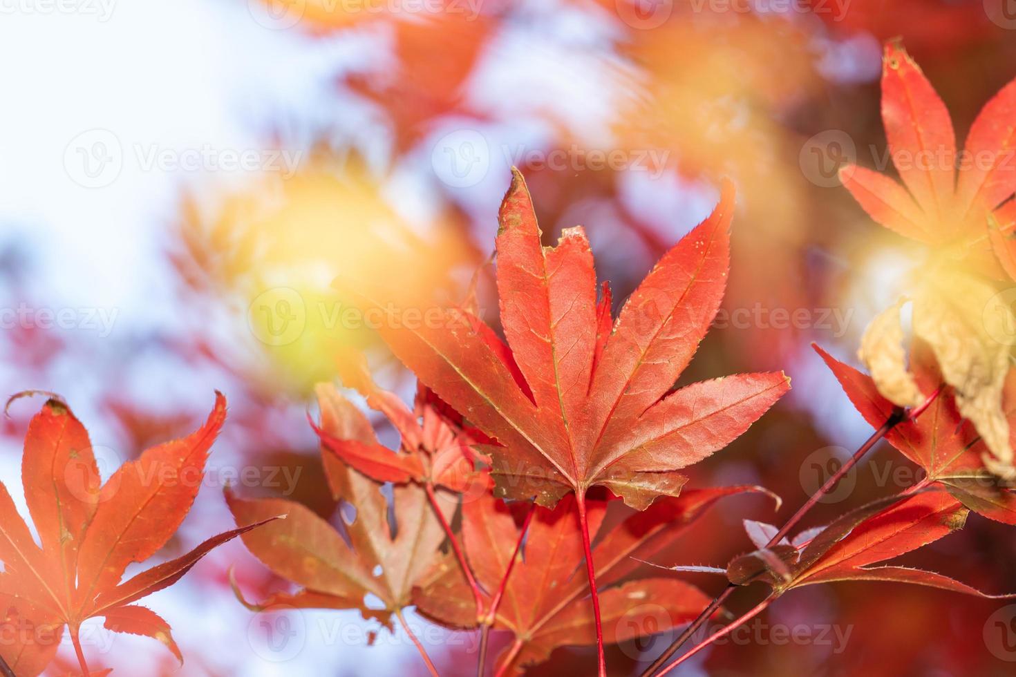Close up of beautiful maple leaves isolated on bokeh blurry background in autumn season. 9933764 ...