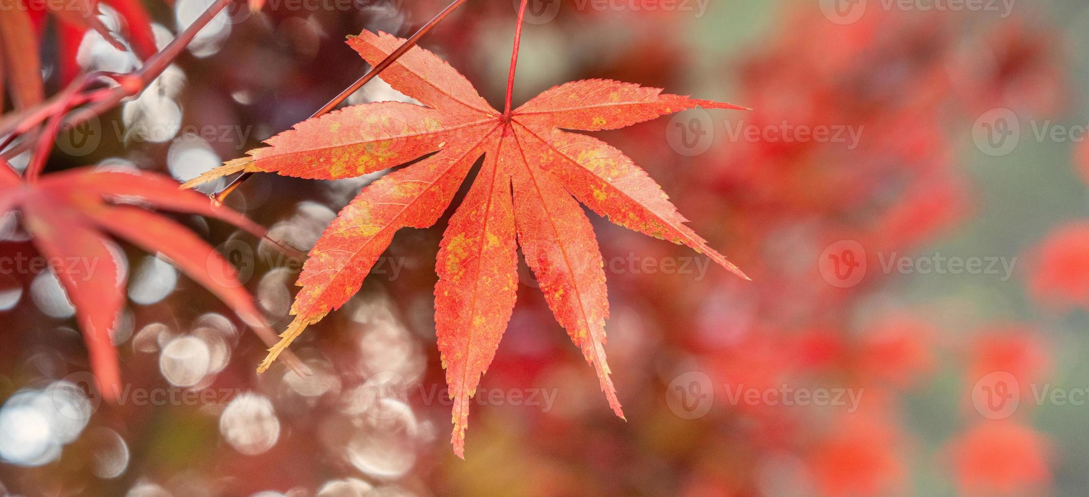 Close up of beautiful maple leaves isolated on bokeh blurry background in autumn season. 9934003 ...