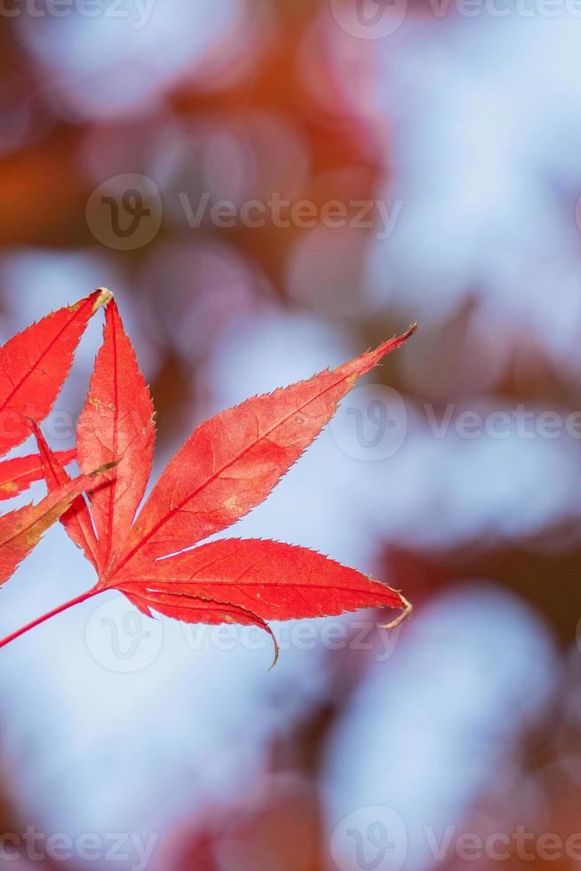 Close up of beautiful maple leaves isolated on bokeh blurry background in autumn season. 9934179 ...