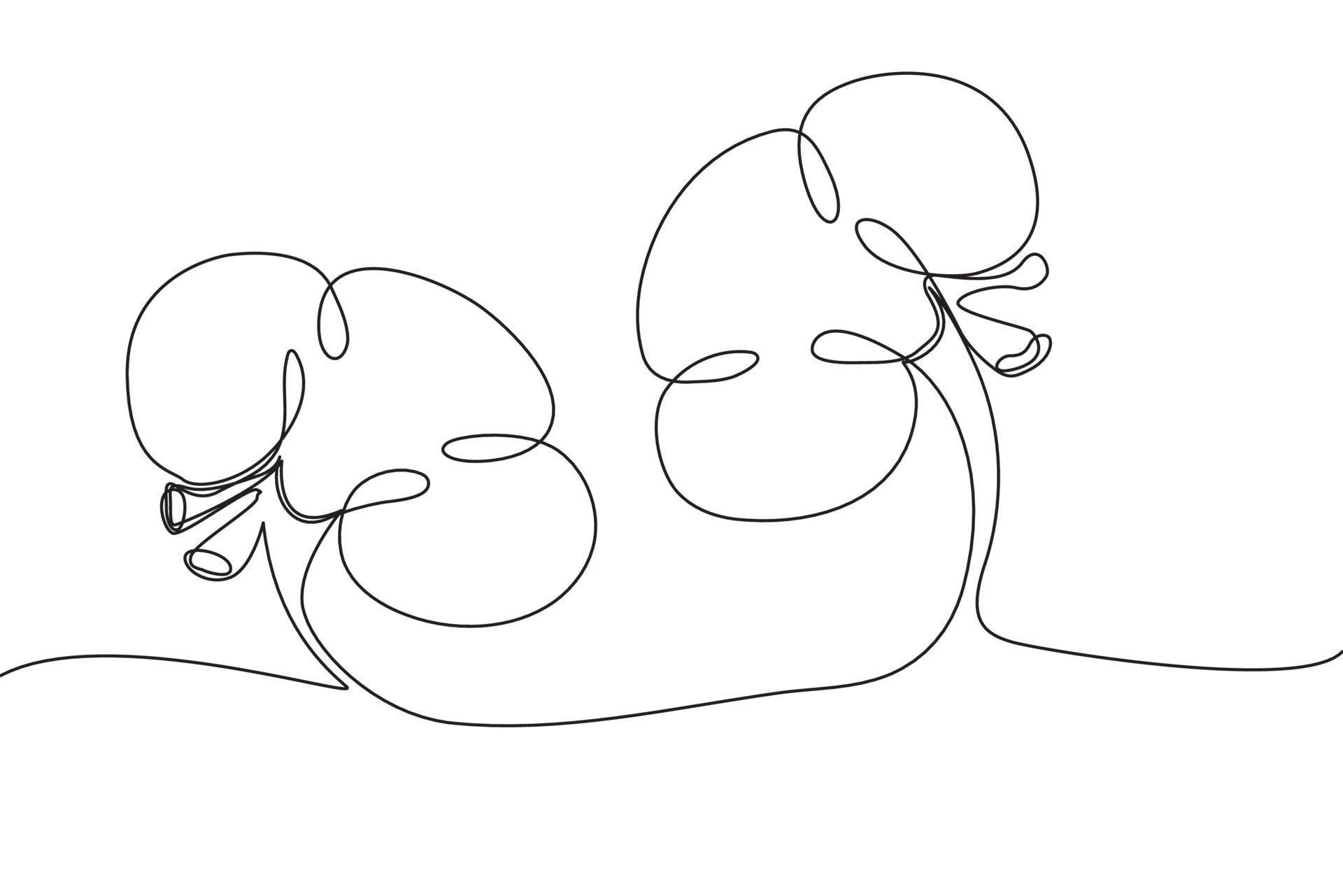 Kidneys Hand drawn icon continuous line drawing. Human organs Creative abstract art background ...