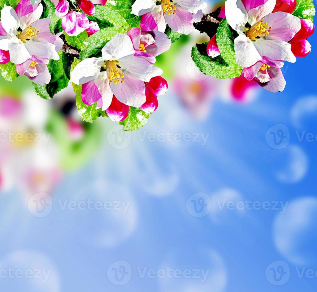 Spring garden. Flowering fruit trees. 9960657 Stock Photo at Vecteezy