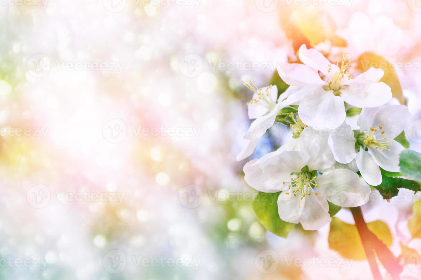 Spring garden. Flowering fruit trees. 9960676 Stock Photo at Vecteezy