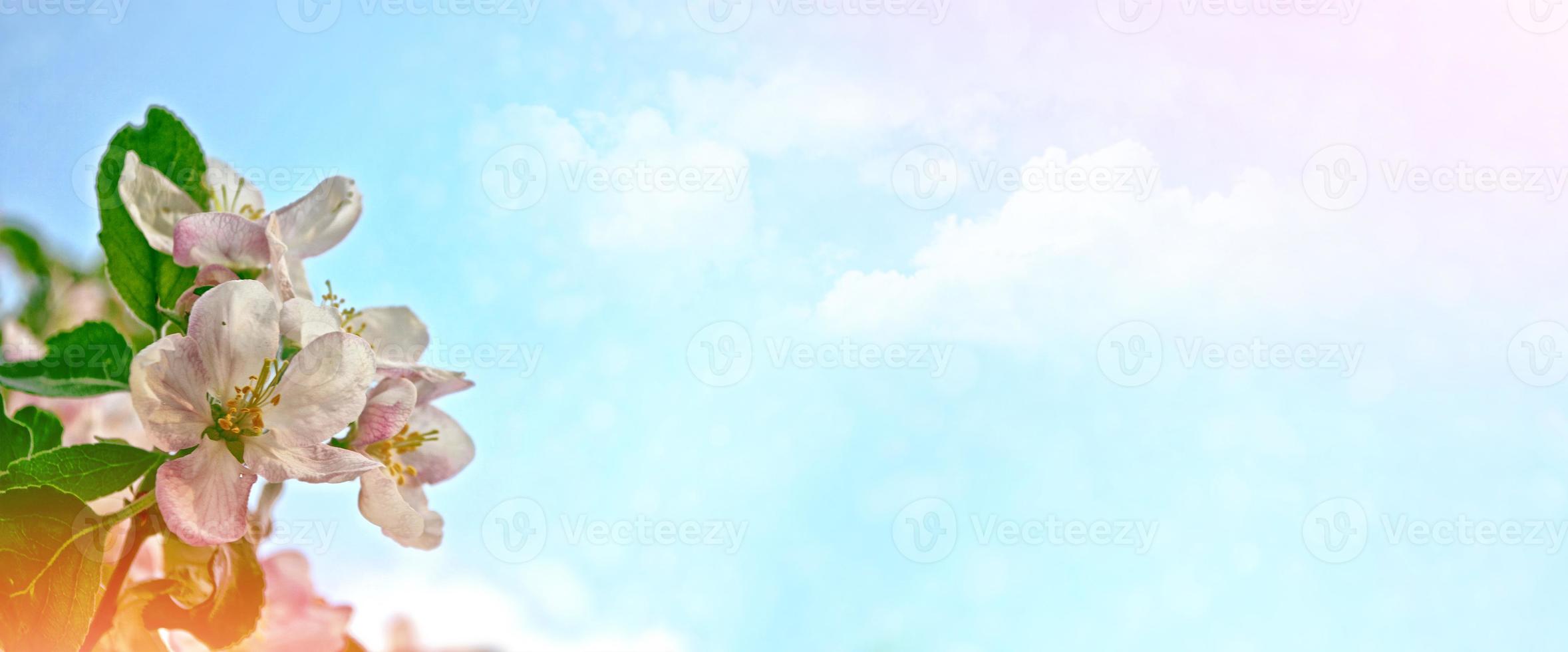 Spring garden. Flowering fruit trees. 9960781 Stock Photo at Vecteezy