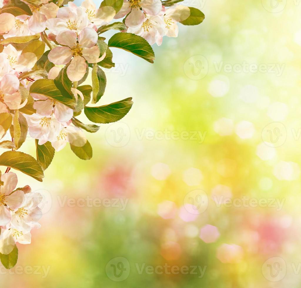 Spring garden. Flowering fruit trees. 9960787 Stock Photo at Vecteezy