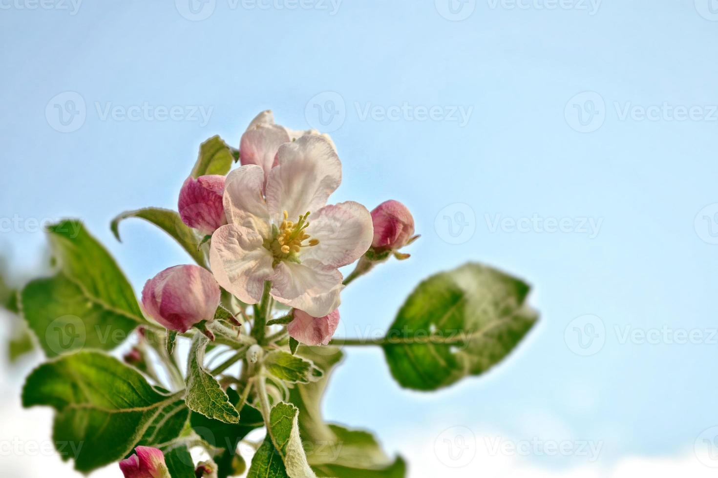 Spring garden. Flowering fruit trees. 9960870 Stock Photo at Vecteezy