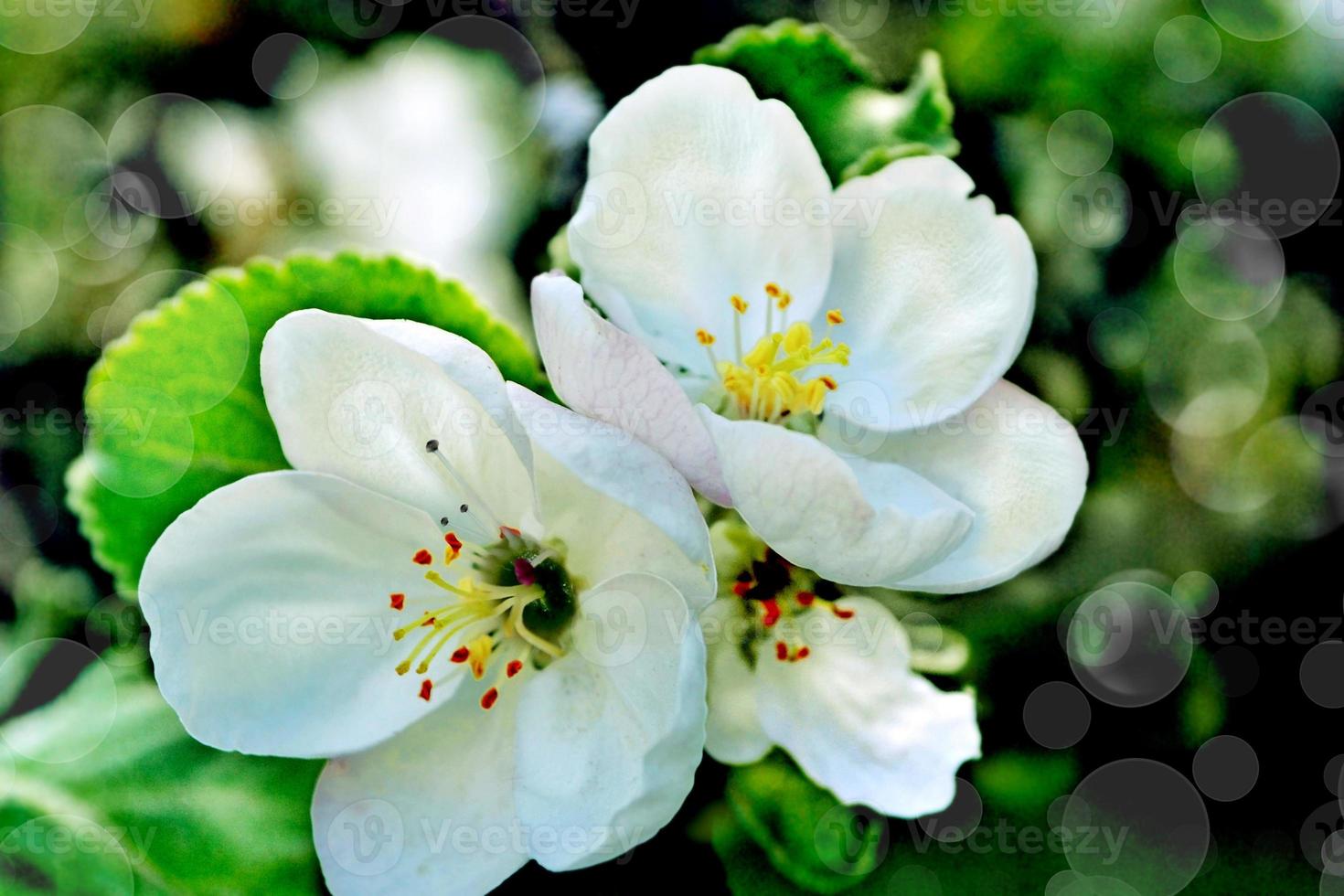Spring garden. Flowering fruit trees. 9962644 Stock Photo at Vecteezy