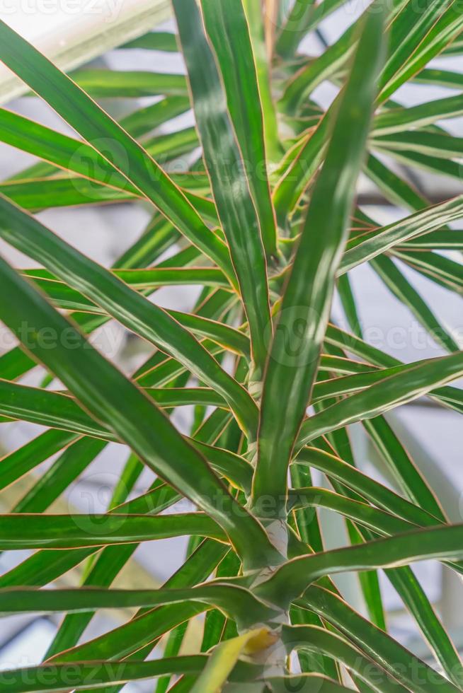 tropical plant closeup bottom view 9978120 Stock Photo at Vecteezy tropical plant closeup bottom view 9978120 Stock Photo at Vecteezy