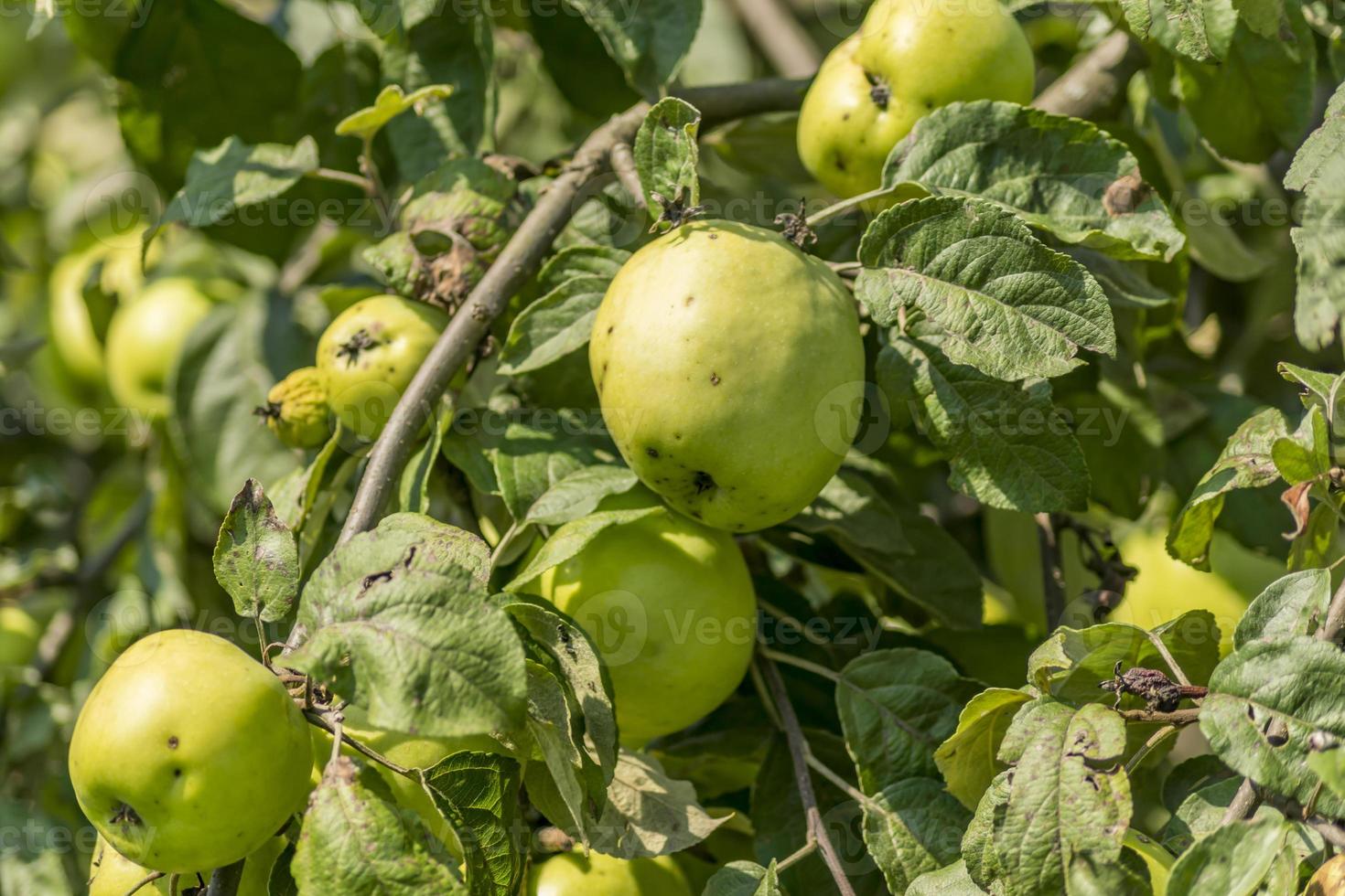 closeup of apple tree branch 9981733 Stock Photo at Vecteezy