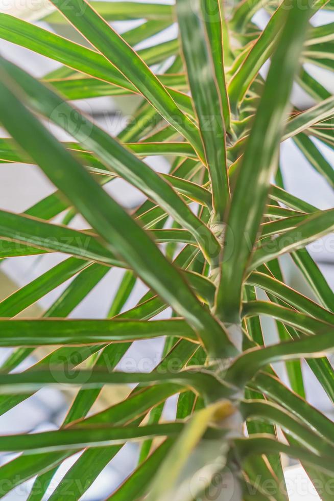 tropical plant closeup bottom view 9984236 Stock Photo at Vecteezy tropical plant closeup bottom view 9984236 Stock Photo at Vecteezy